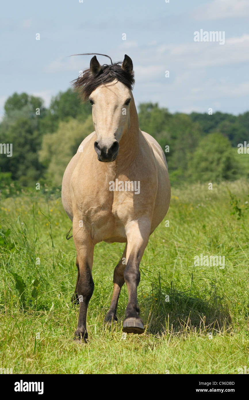 Connemara Pony galloping in the field Stock Photo - Alamy
