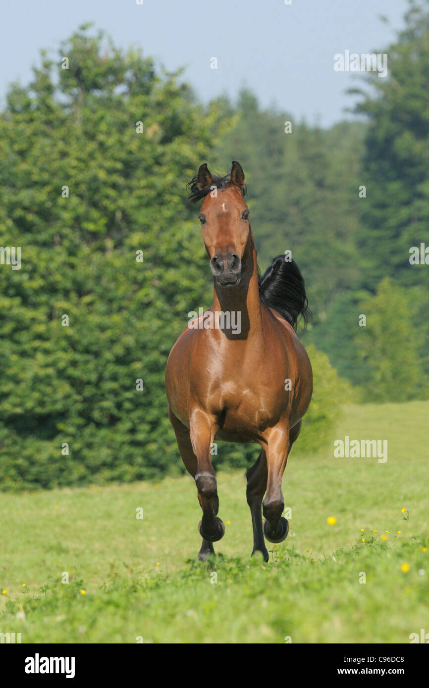Bay Arabian Horse Galloping