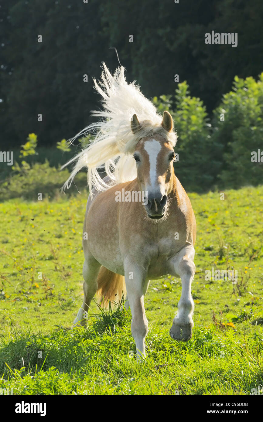 Galloping Haflinger horse with long mane Stock Photo - Alamy