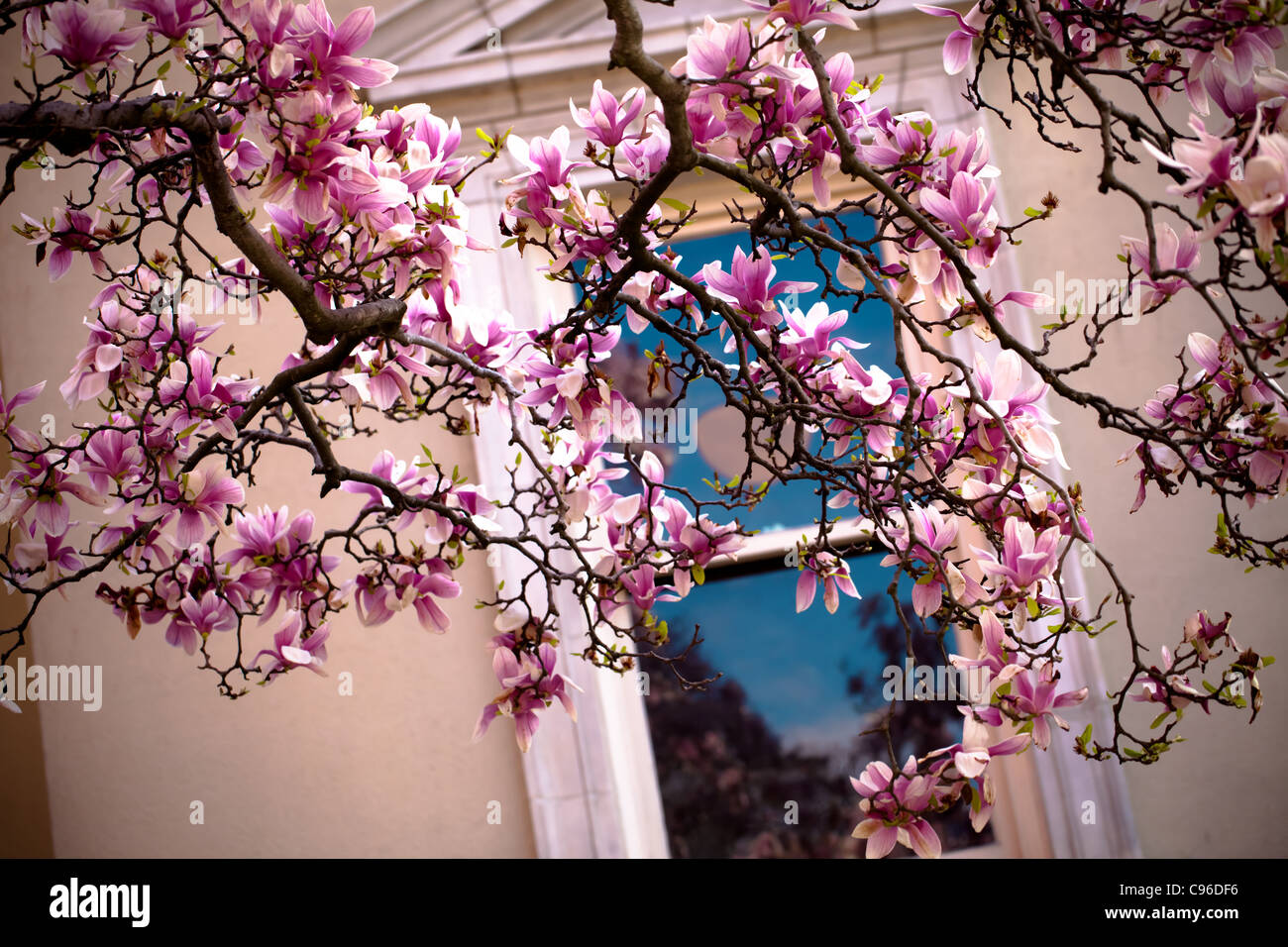 Pink flower tree branch Stock Photo - Alamy