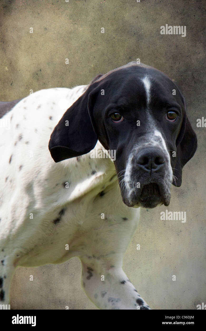 English pointer hi-res stock photography and images - Alamy