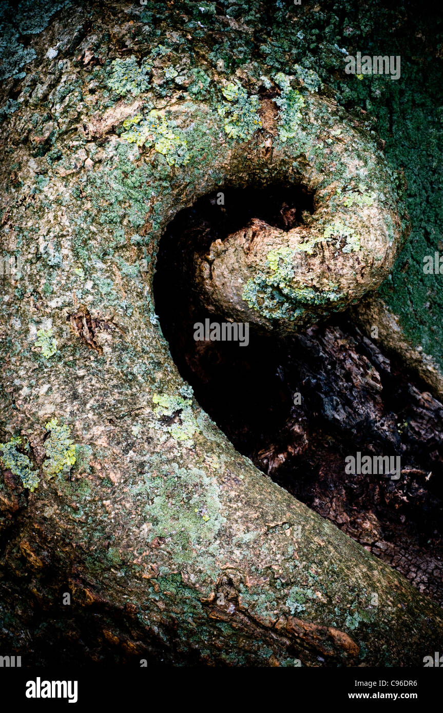 Tree trunk detail in the shape of a wave Stock Photo - Alamy