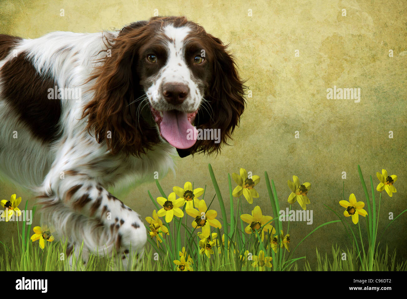 Dog running spaniel hi-res stock photography and images - Alamy
