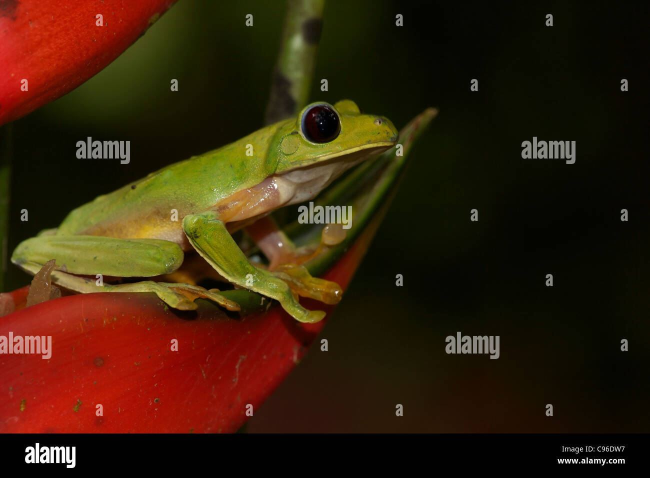 Gliding leaf frog- Agalychnis spurrelli - Costa Rica - tropical ...