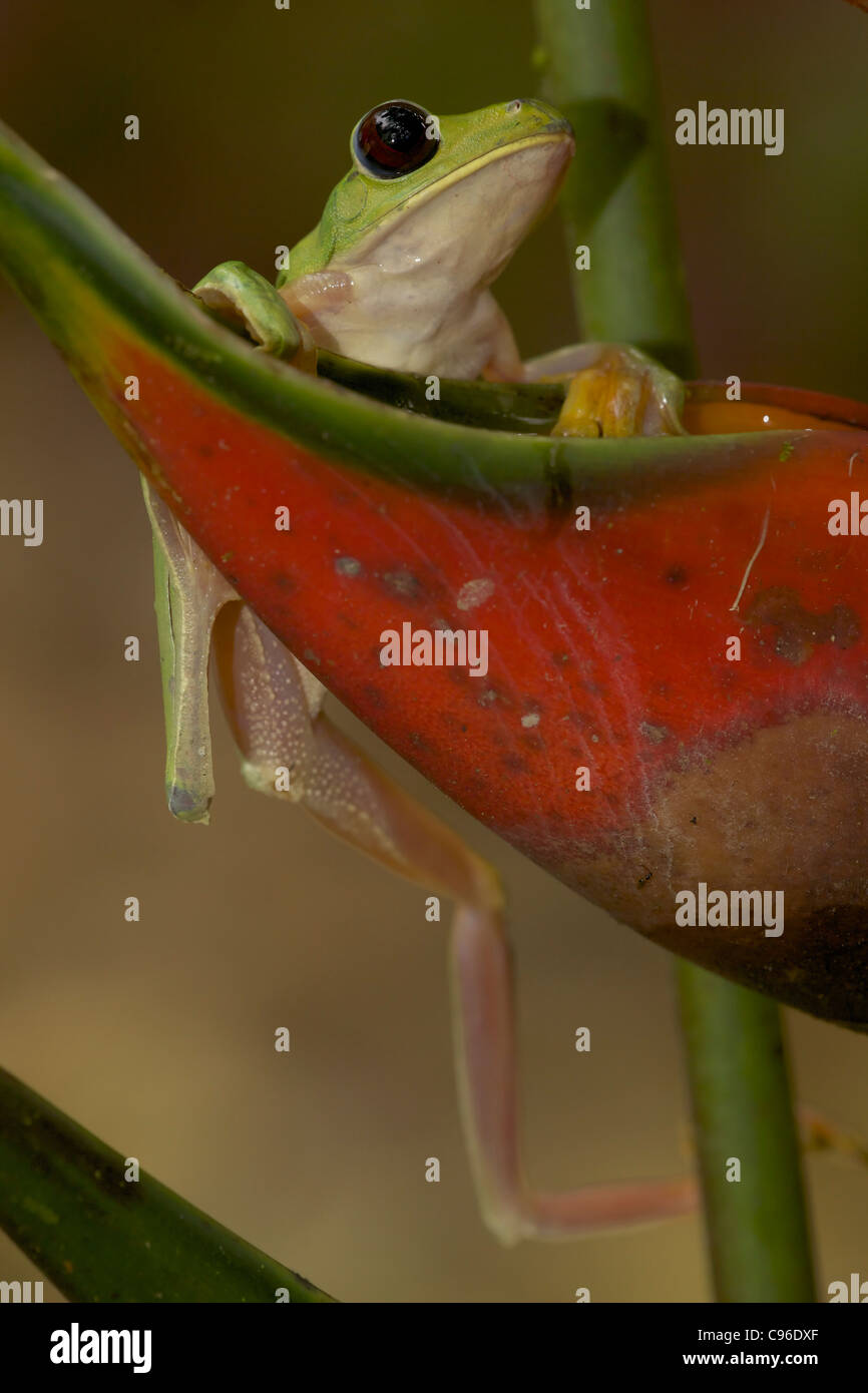 Gliding leaf frog- Agalychnis spurrelli - Costa Rica - tropical ...