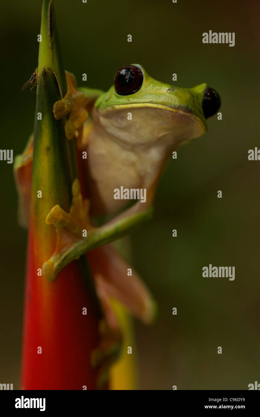 Gliding leaf frog- Agalychnis spurrelli - Costa Rica - tropical ...
