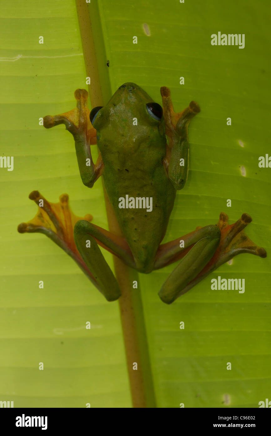Gliding leaf frog- Agalychnis spurrelli - Costa Rica - tropical ...
