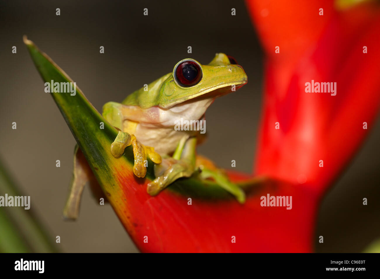 Gliding leaf frog- Agalychnis spurrelli - Costa Rica - tropical ...