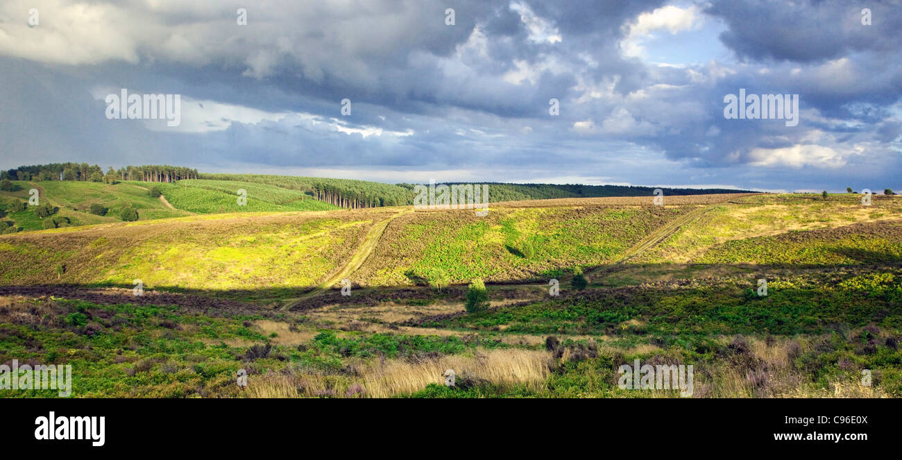 Heath grass and forest across Cannock Chase Country Park AONB (area of ...