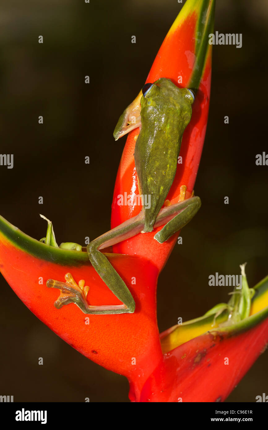 Gliding leaf frog- Agalychnis spurrelli - Costa Rica - tropical ...
