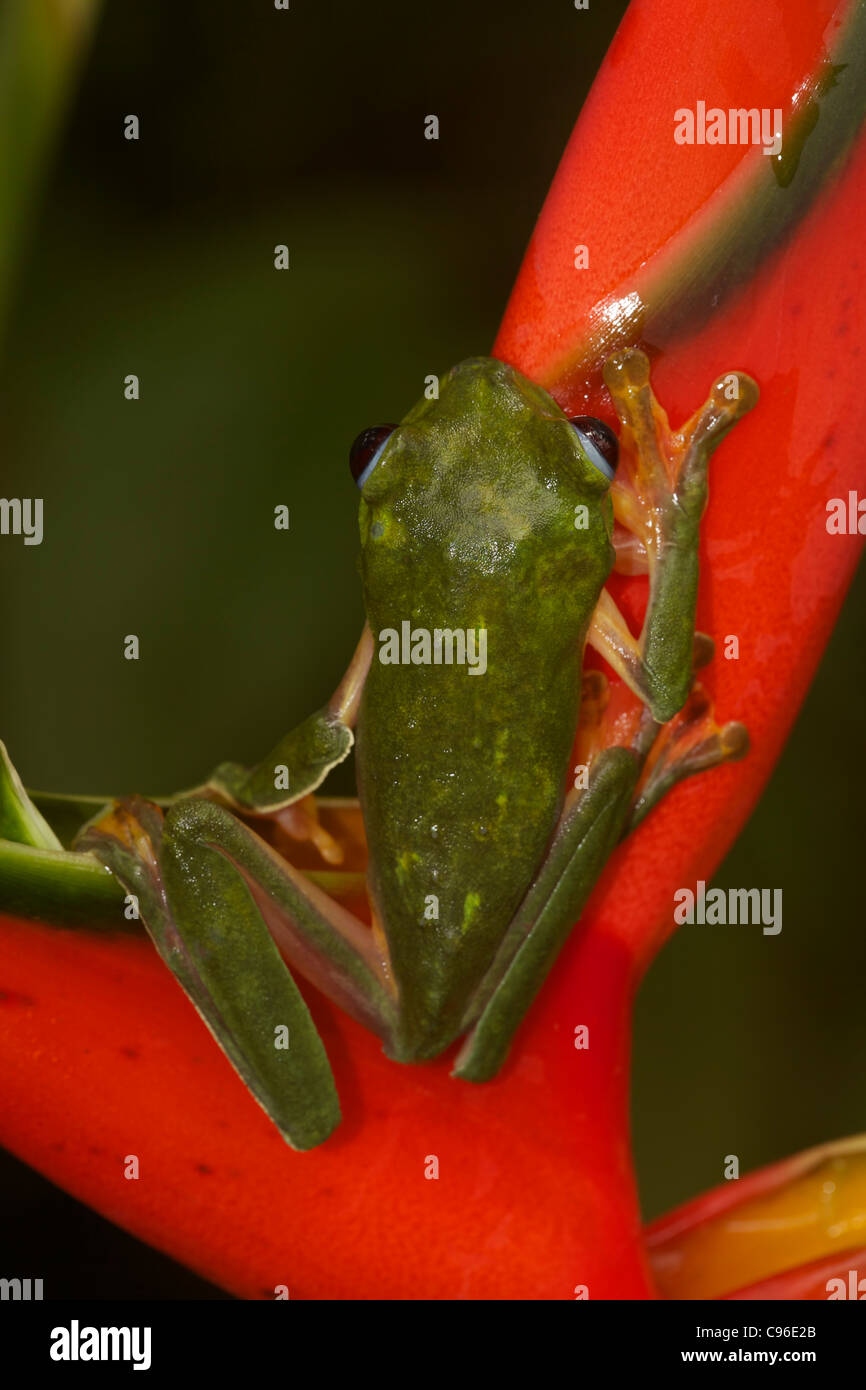 Gliding leaf frog- Agalychnis spurrelli - Costa Rica - tropical ...