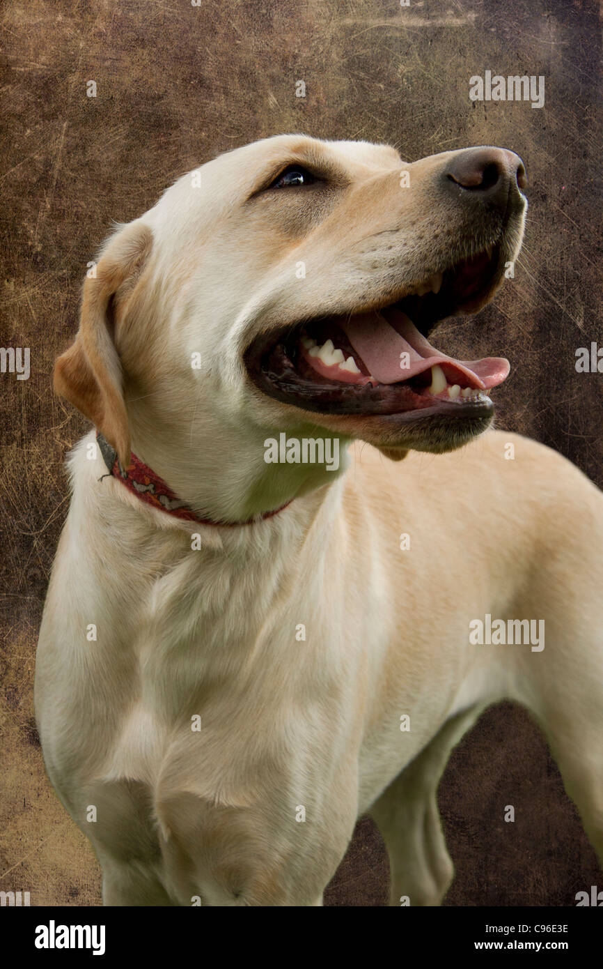 Golden Labrador Dog Smiling Stock Photo - Alamy