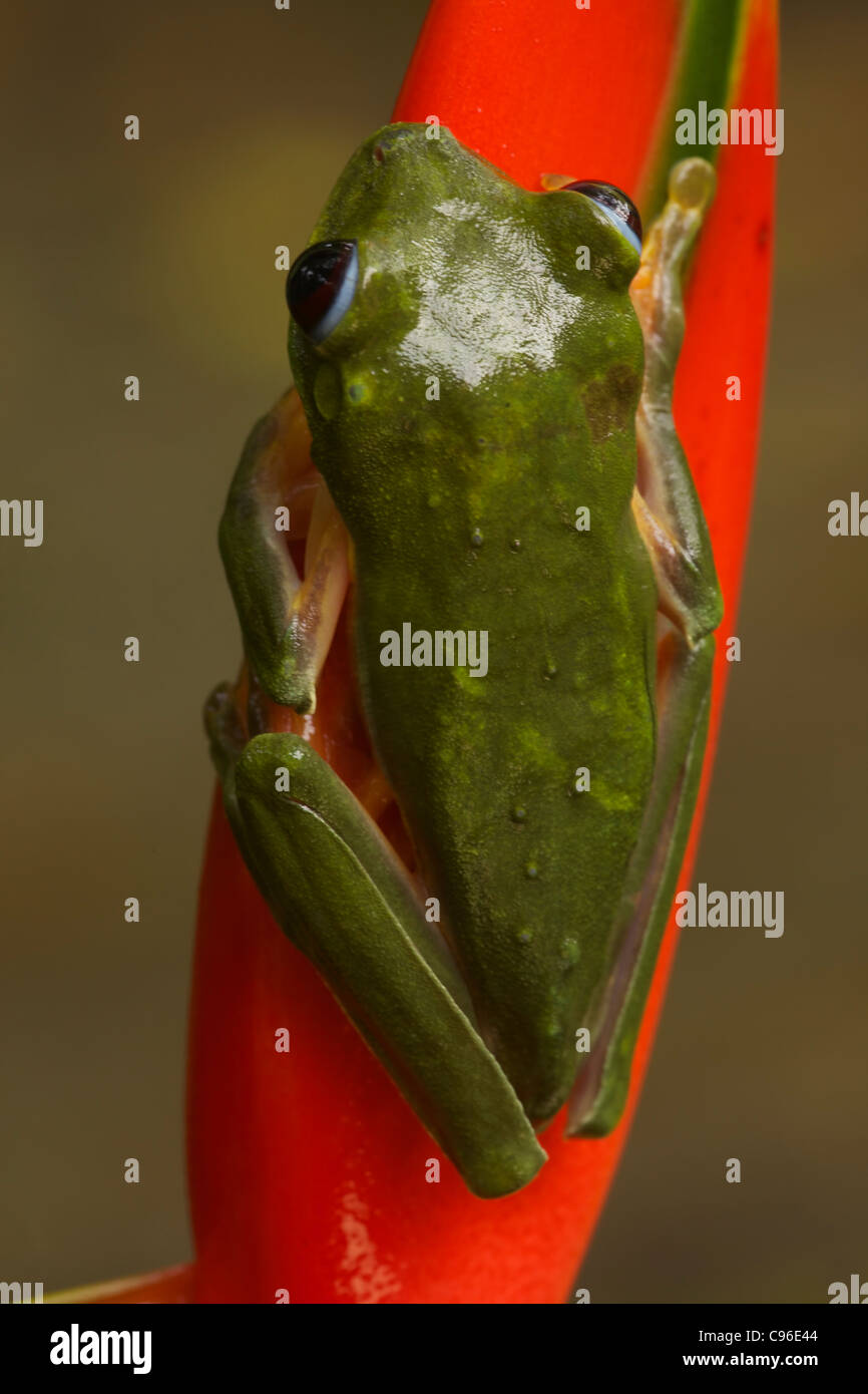 Gliding leaf frog- Agalychnis spurrelli - Costa Rica - tropical ...