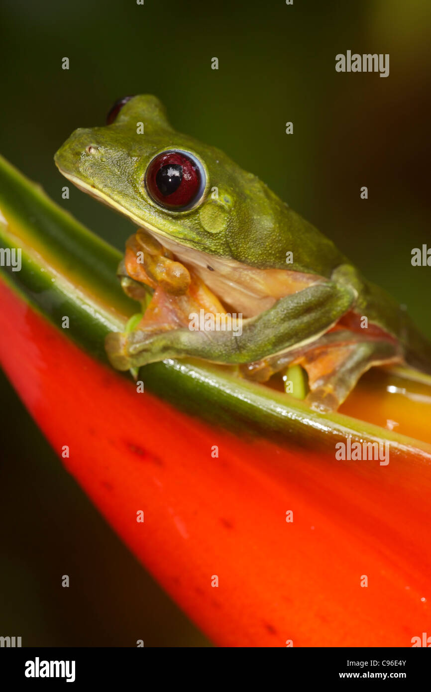 Gliding leaf frog- Agalychnis spurrelli - Costa Rica - tropical ...