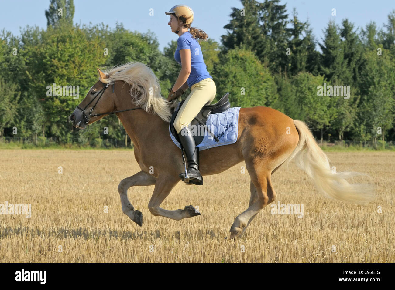 Horse gallop galloping field hi-res stock photography and images - Alamy