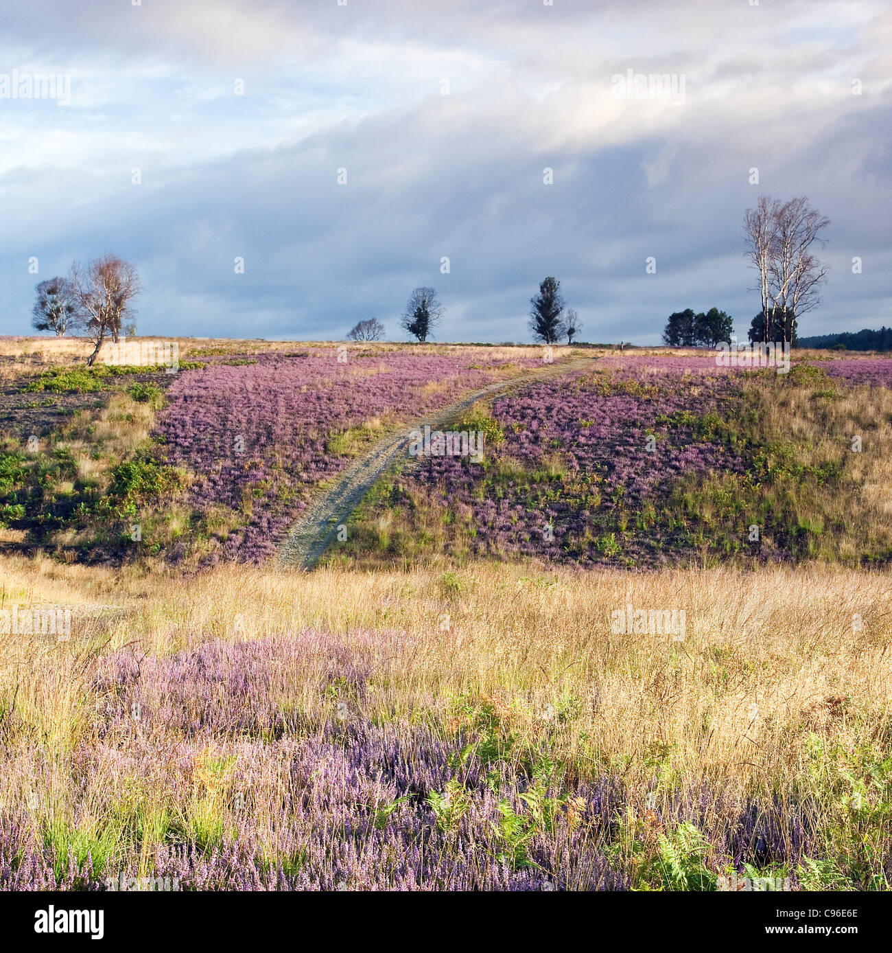 Beautiful light falls on heather in bloom, paths across heathland hills ...