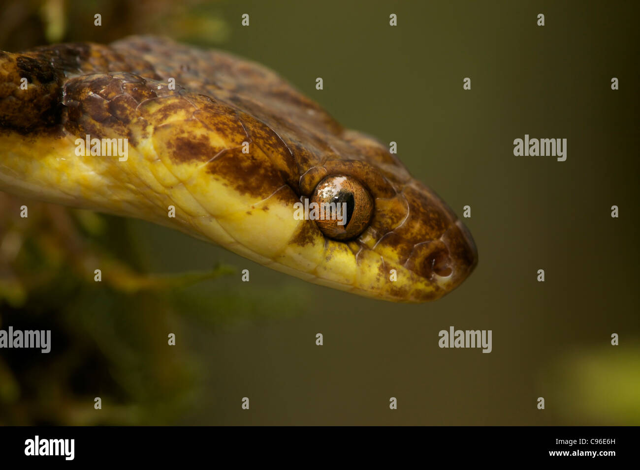 Northern cat-eyed snake - (Leptodeira septentrionalis) - Costa Rica ...