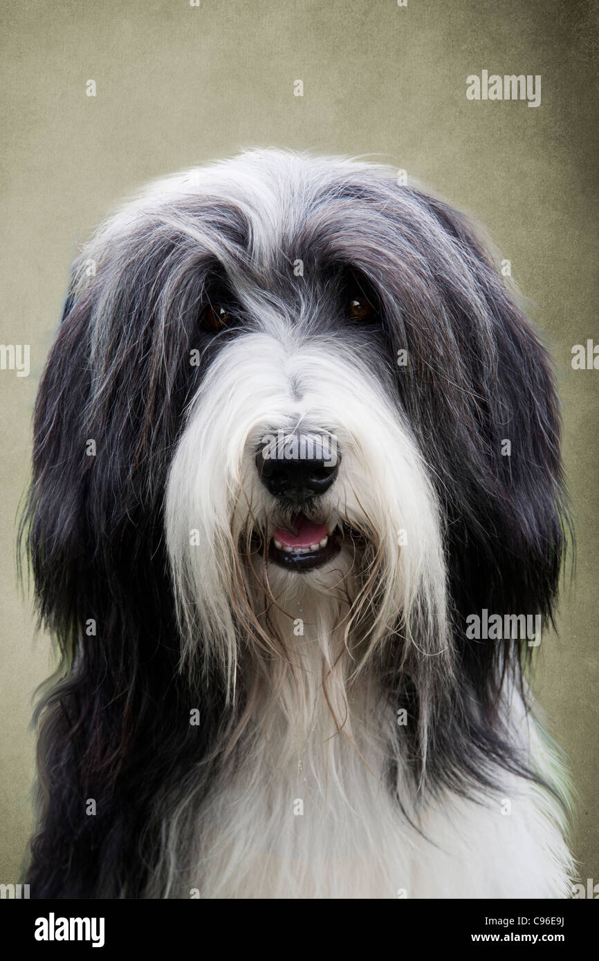 What Does A 4 Month Old Bearded Collie Puppy Like To Eat