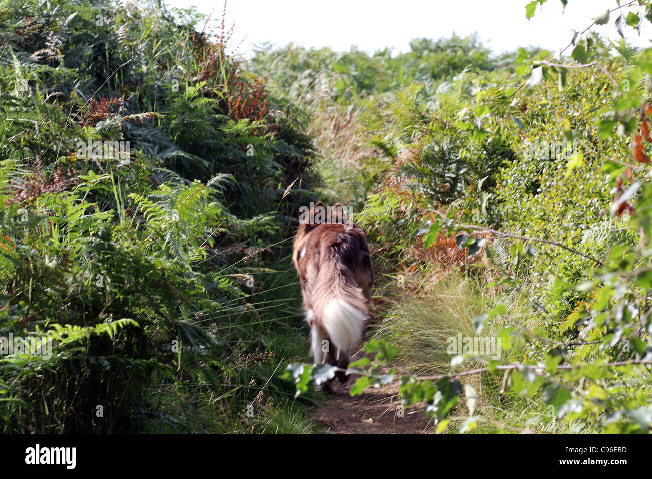 Landscape colour photograph of Ilkley Moor showing rear view of red and ...