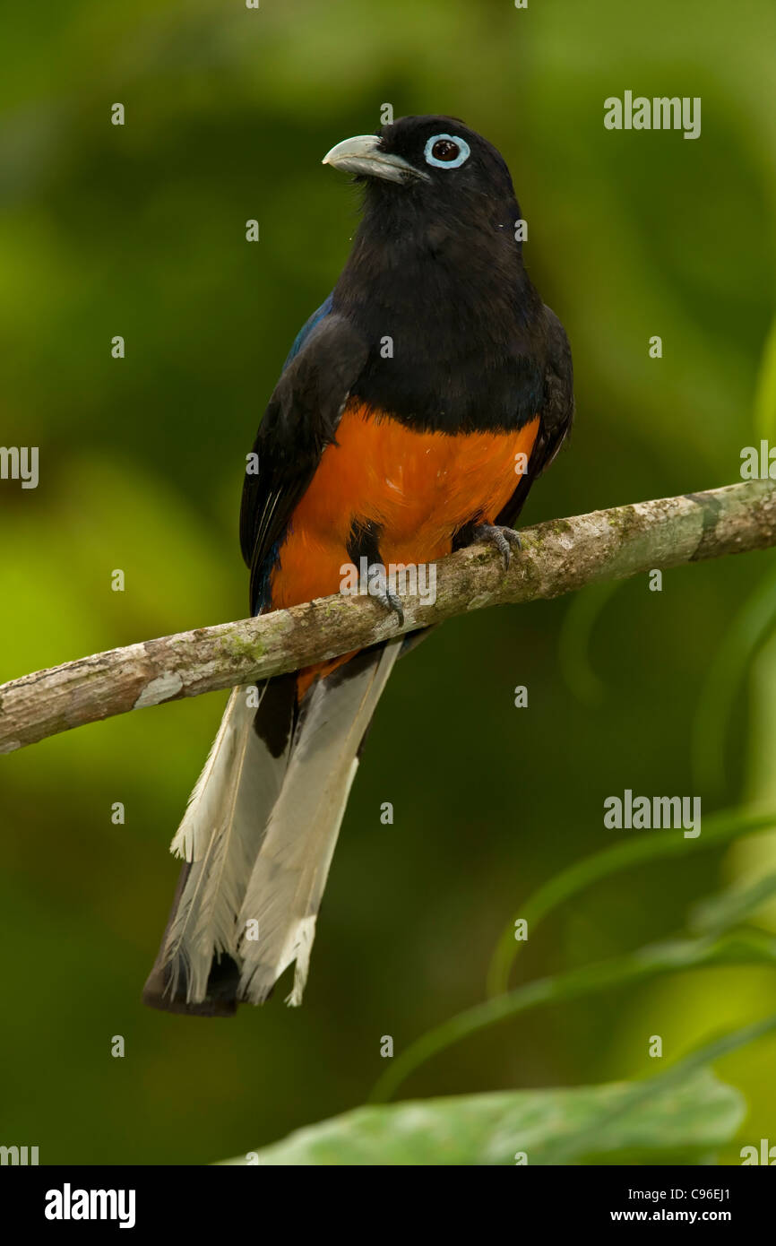 Baird's Trogon - (Trogon bairdii) - Costa Rica - male - Tropical ...