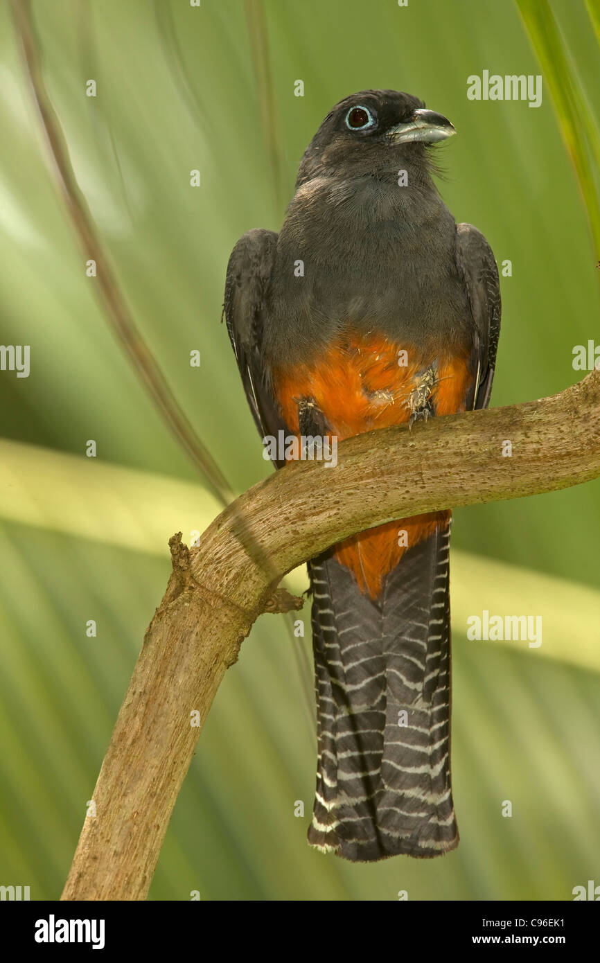 Baird's Trogon - (Trogon bairdii) - Costa Rica - Female - Tropical ...