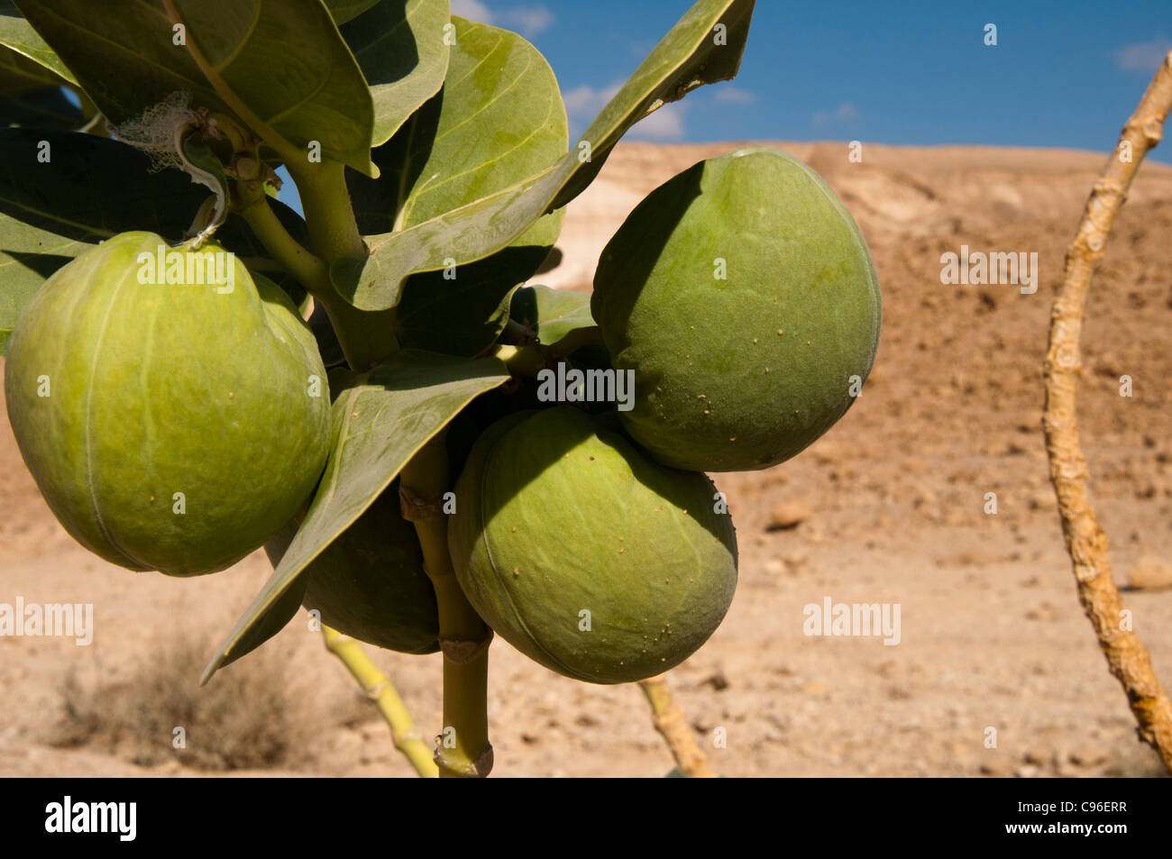 Sodom apples hi-res stock photography and images - Alamy