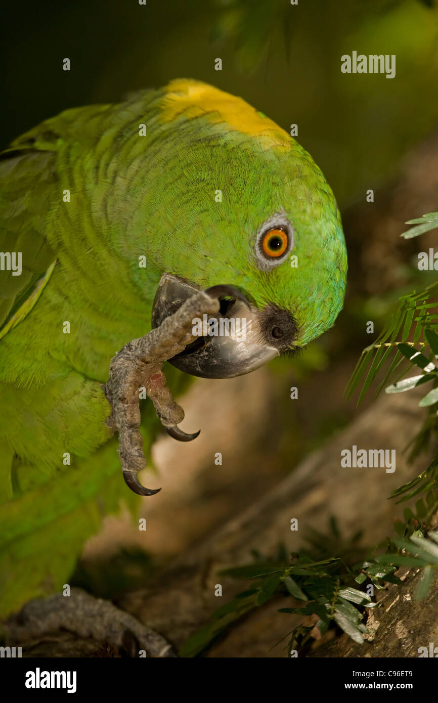 Yellow-naped Amazon (Amazona auropalliata) - Costa Rica(Yellow-naped ...