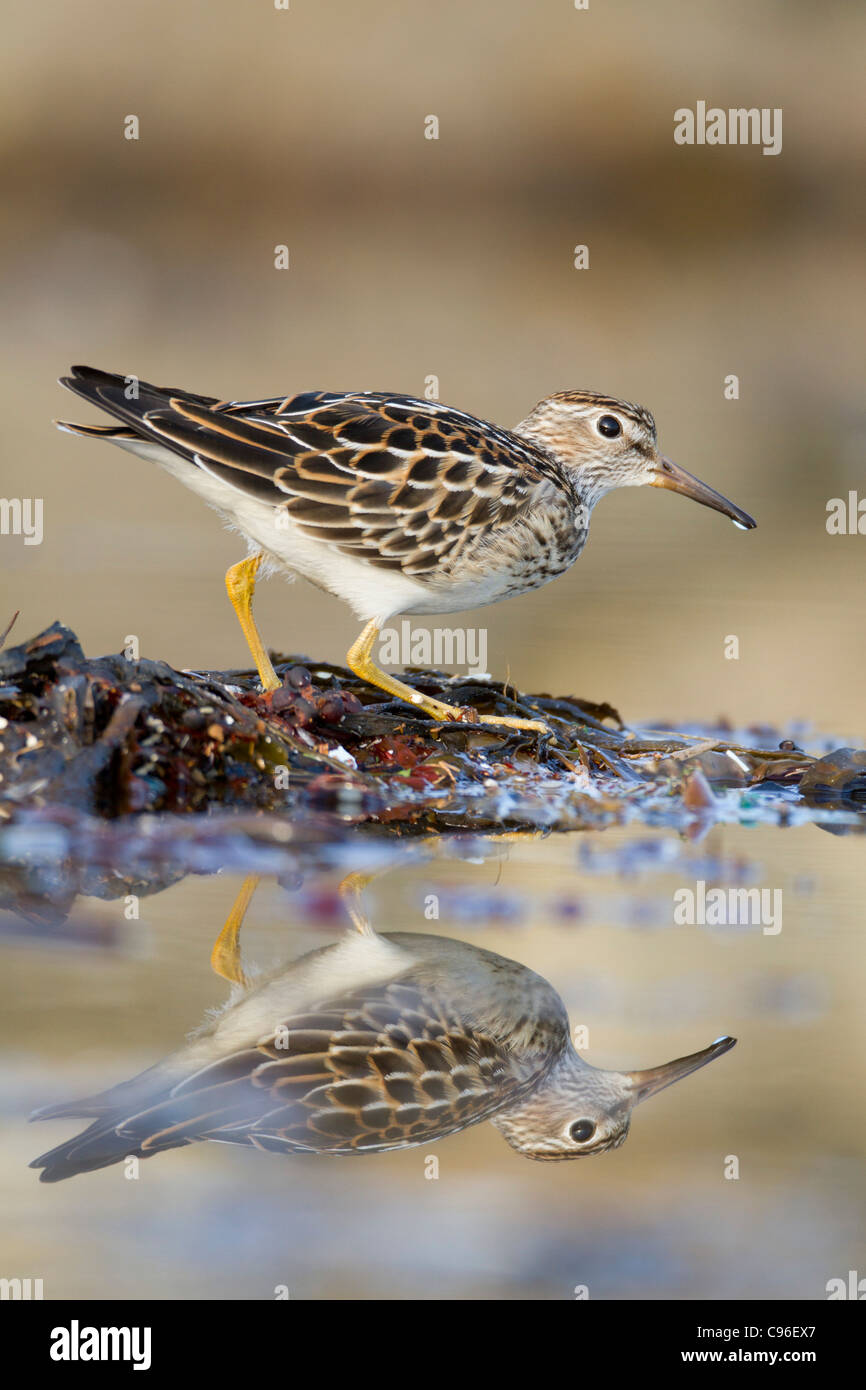Pectoral Sandpiper; Calidris melanotos; winter migrant; Cornwall; UK ...