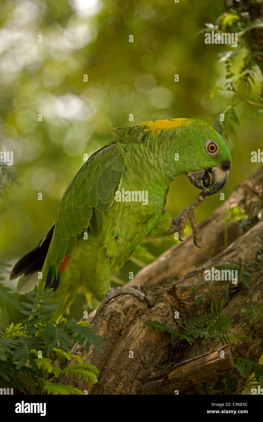 Yellow-naped Amazon (Amazona auropalliata) - Costa Rica(Yellow-naped ...