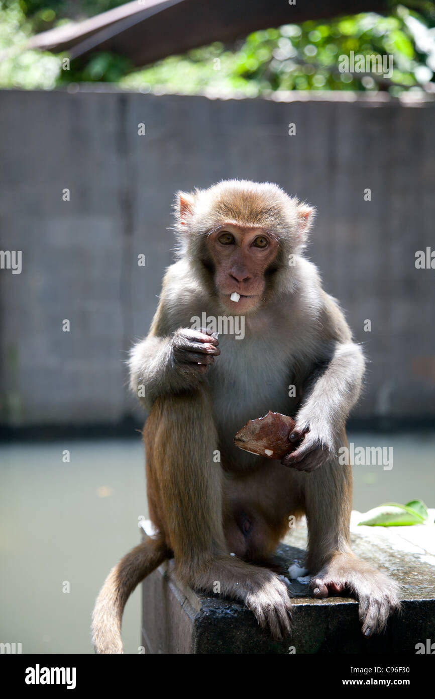 One of the many monkeys at the Monkey Temple Stock Photo - Alamy