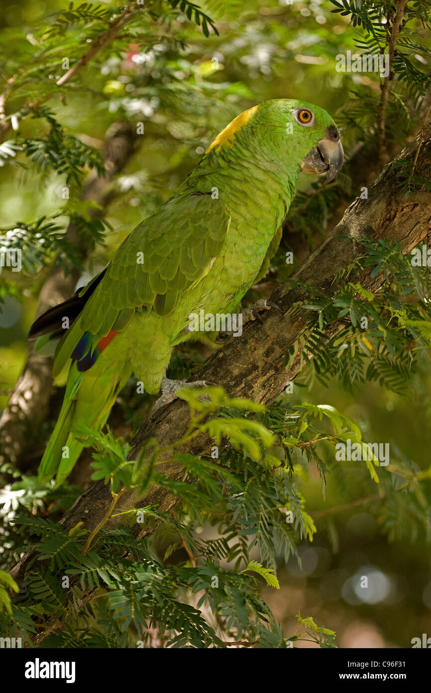 Yellow-naped Amazon (Amazona auropalliata) - Costa Rica(Yellow-naped ...