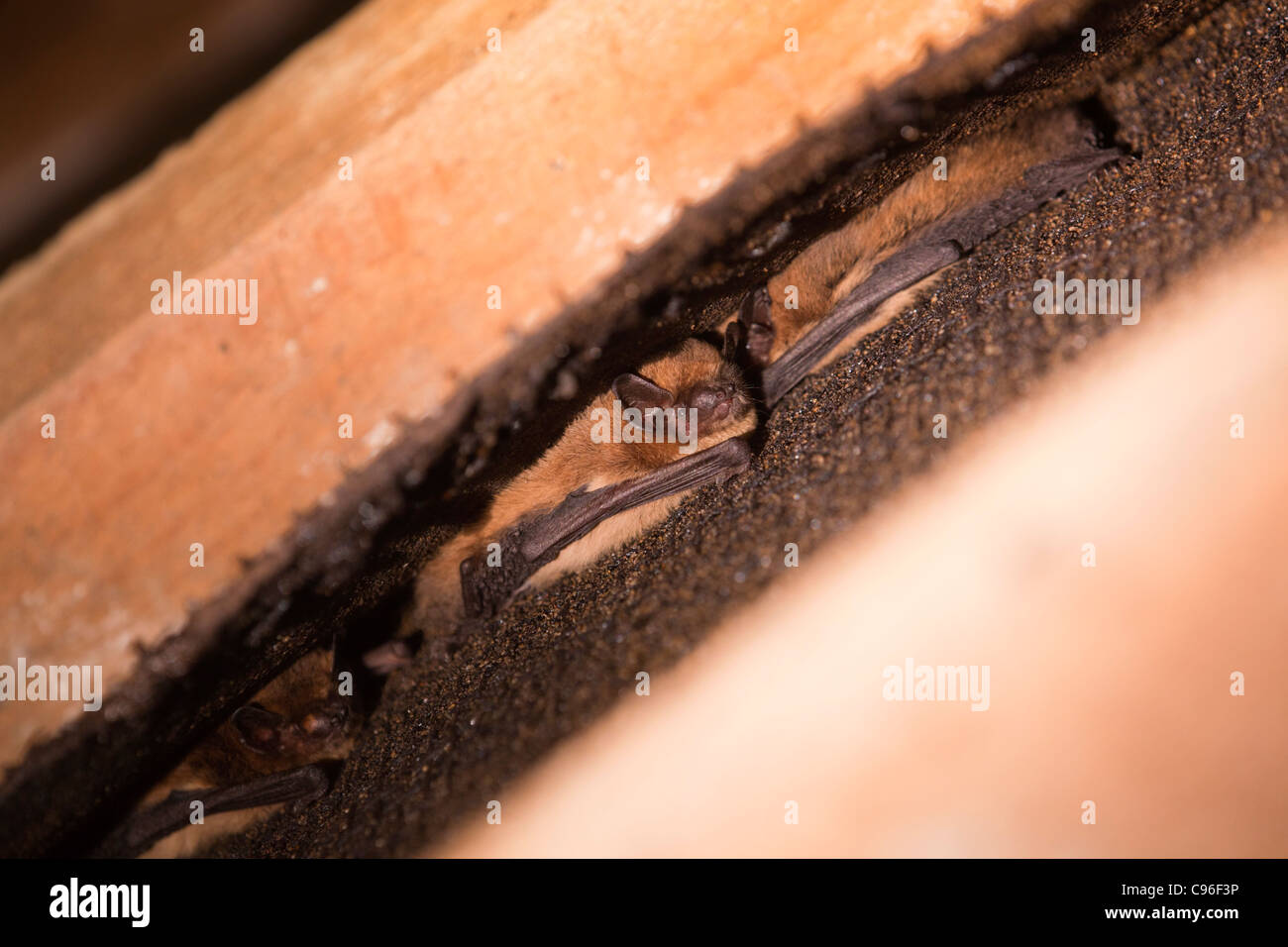 Pipistrelle Bat; Pipistrellus pipistrellus; Cornwall; UK; roosting ...