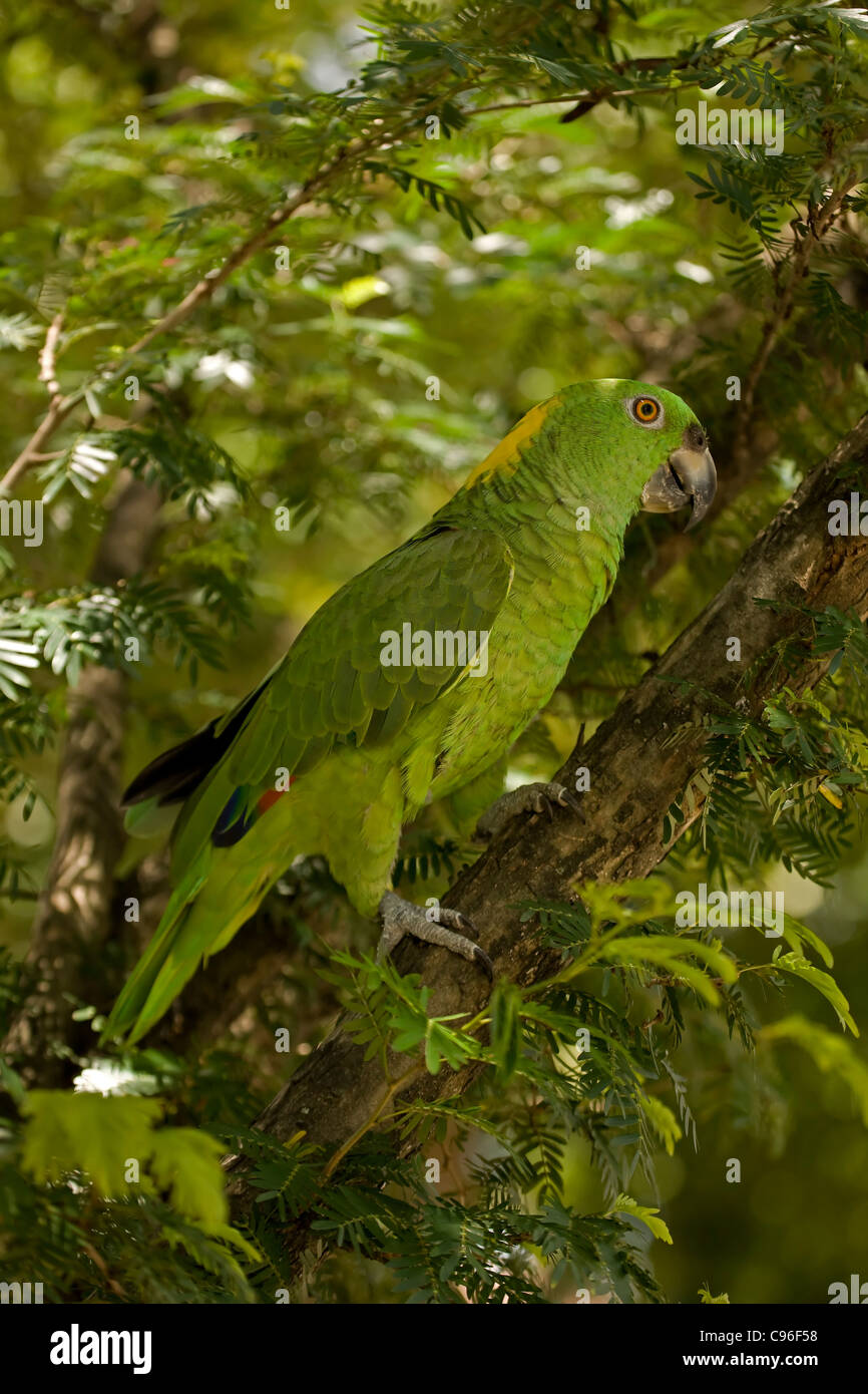 Yellow-naped Amazon (Amazona auropalliata) - Costa Rica(Yellow-naped ...