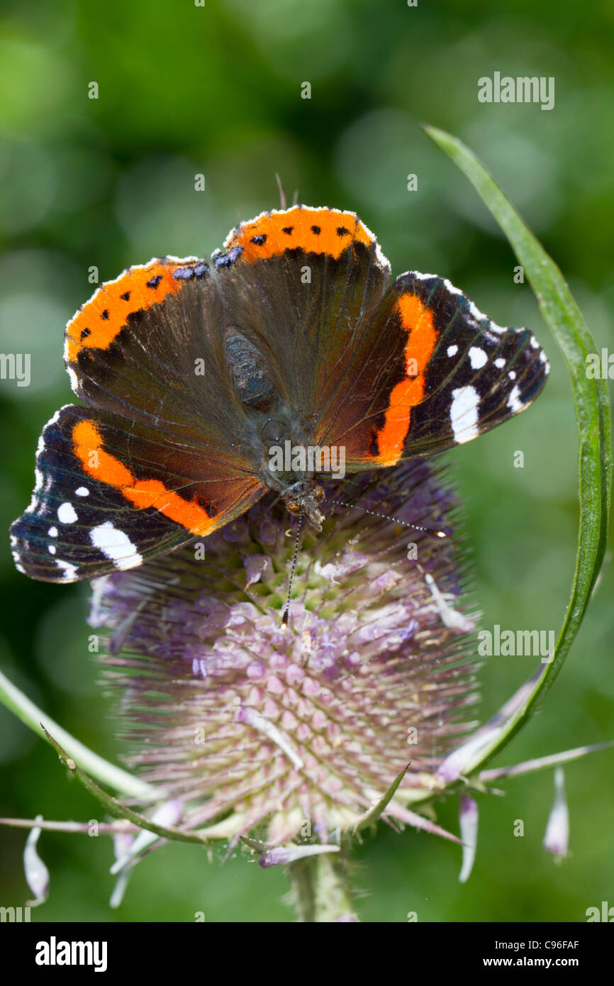 Red admiral butterfly hi-res stock photography and images - Alamy