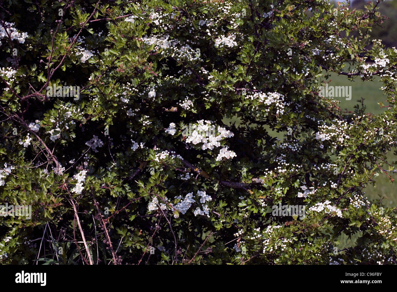 Hawthorn in flower Alderley Edge Cheshire England Stock Photo - Alamy