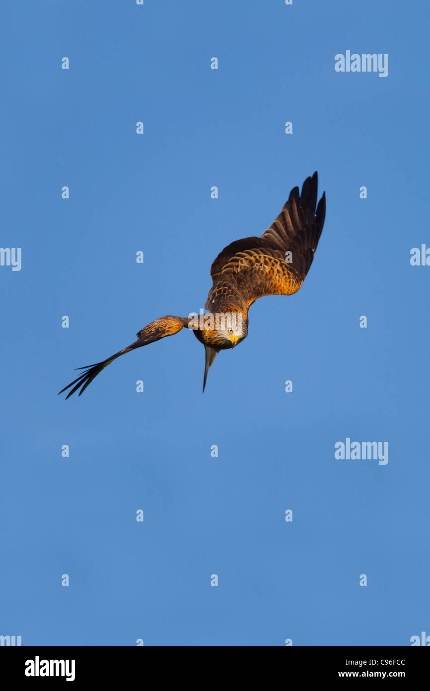 Animal red kite hi-res stock photography and images - Alamy