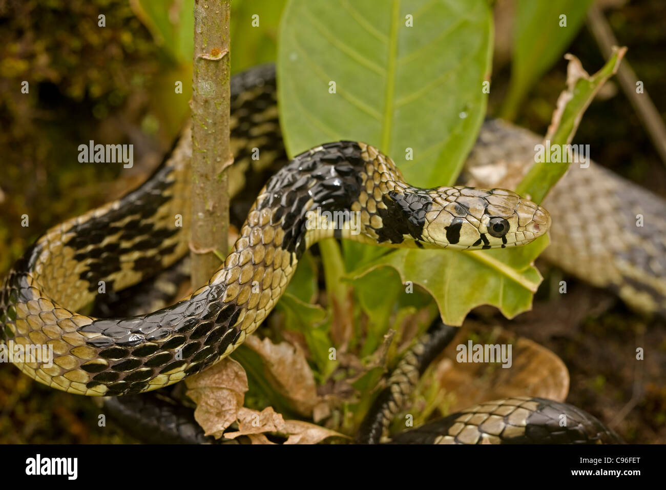 Snakes In The Tropical Rainforest