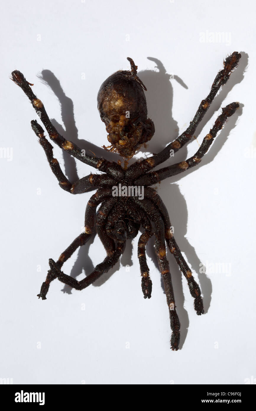 Stir Fried Tarantula Spider as sold at street food market in Cambodia ...