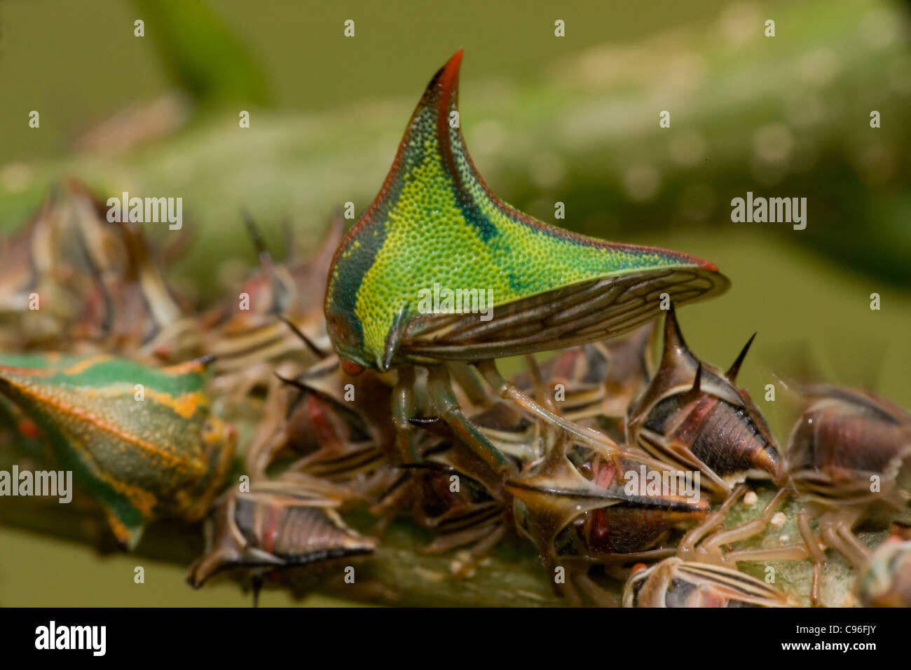 Thornbugs-(Umbonia spp.) - Costa Rica - family membracidae Stock Photo ...