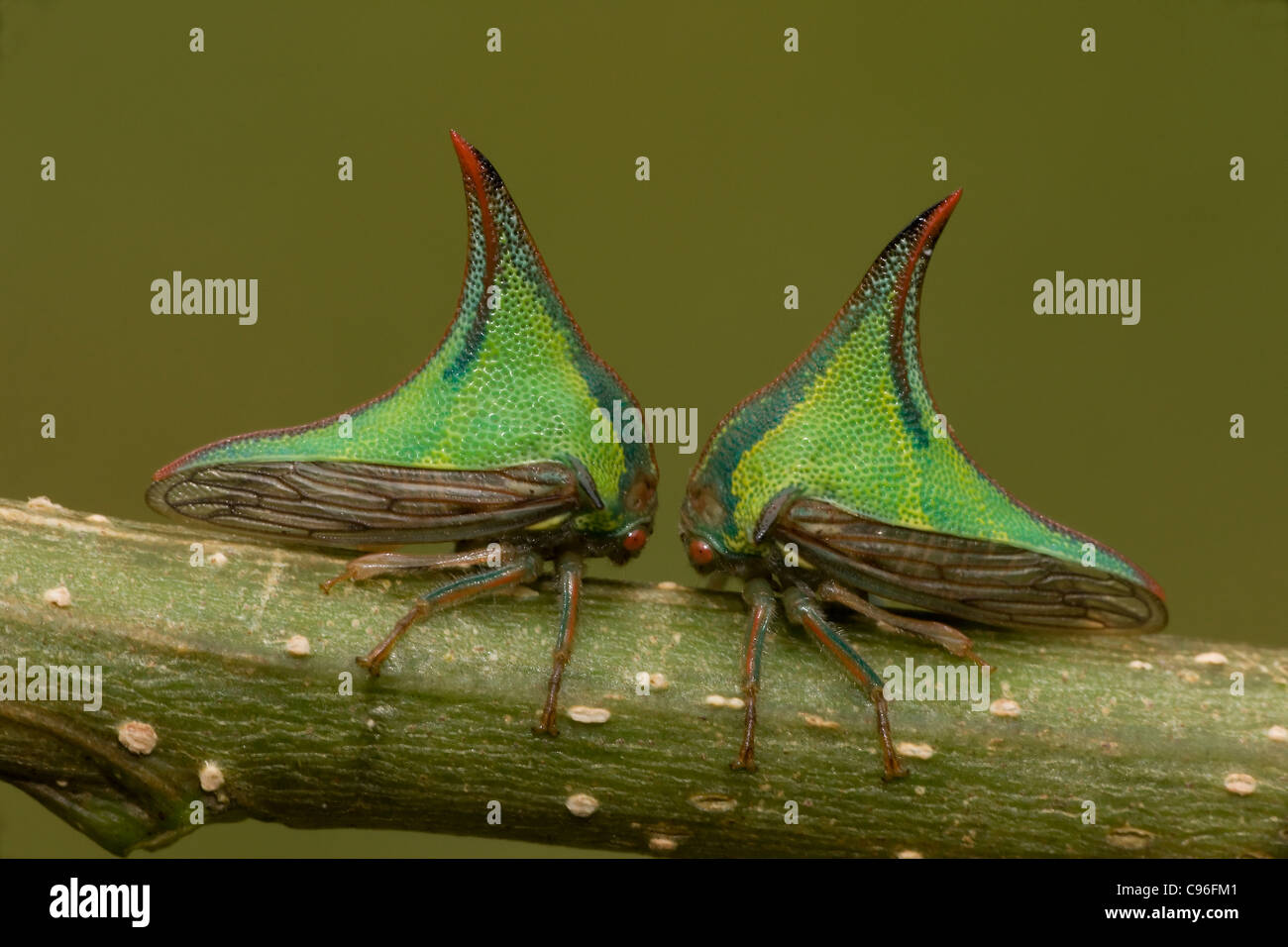 Thornbugs-(Umbonia spp.) - Costa Rica - family membracidae Stock Photo ...