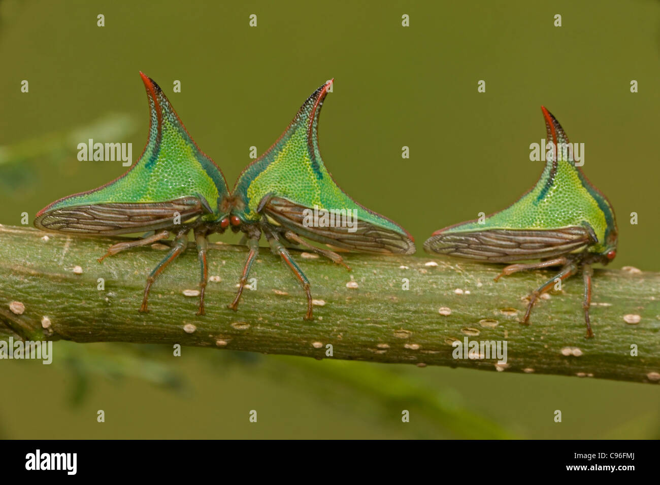 Thornbugs-(Umbonia spp.) - Costa Rica - family membracidae Stock Photo ...