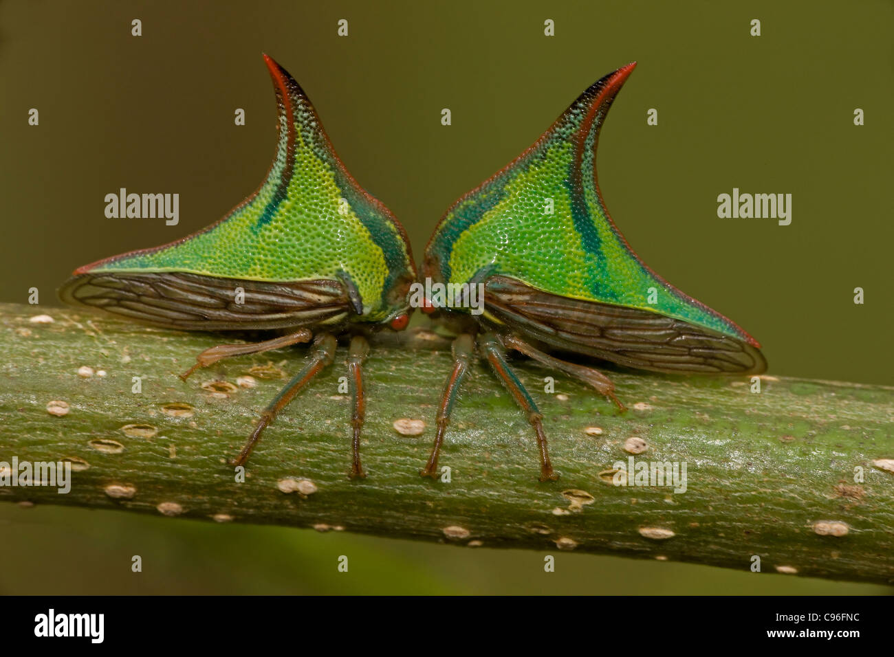 Thornbugs-(Umbonia spp.) - Costa Rica - family membracidae Stock Photo ...