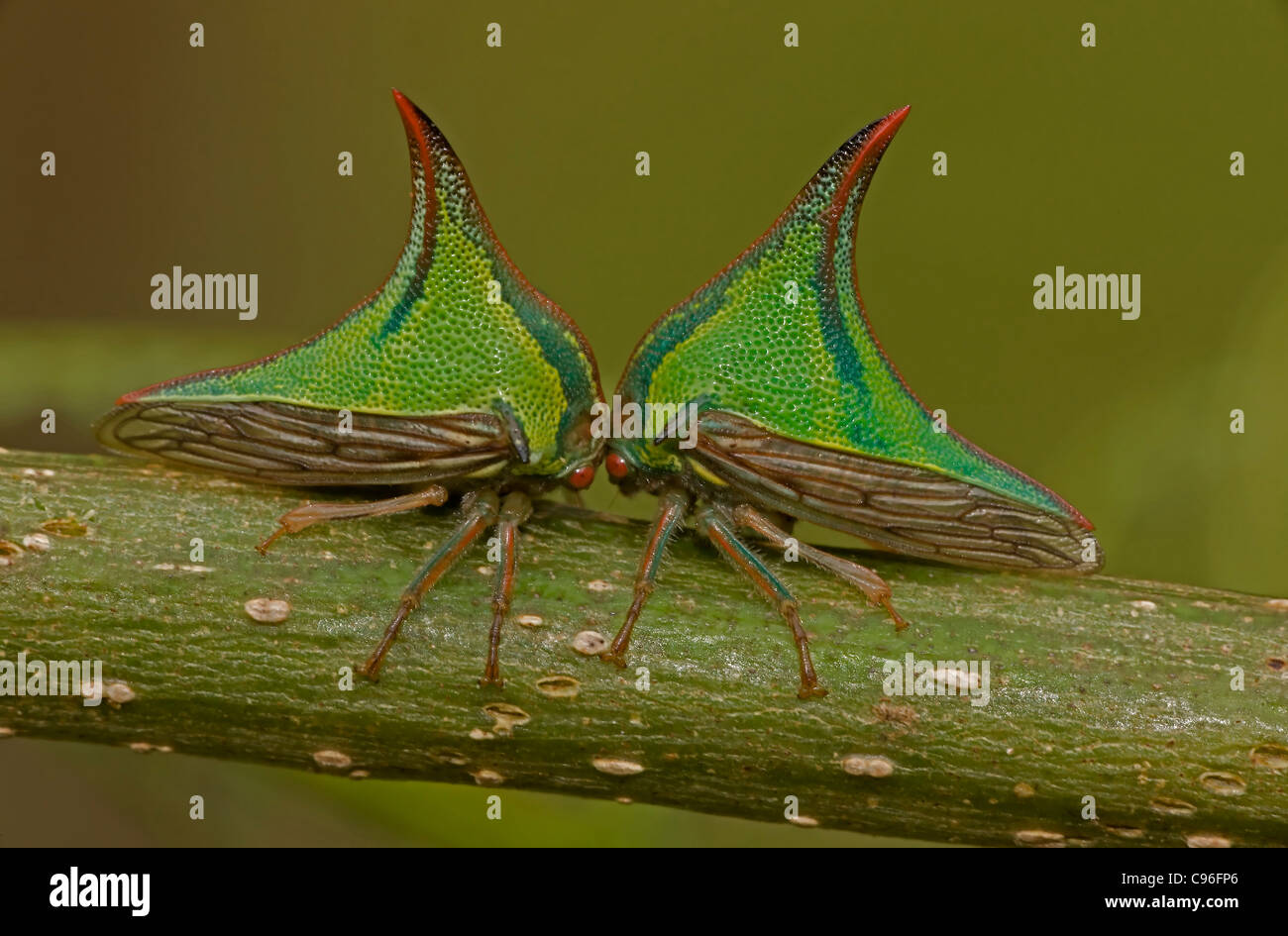Thornbugs-(Umbonia spp.) - Costa Rica - family membracidae Stock Photo ...