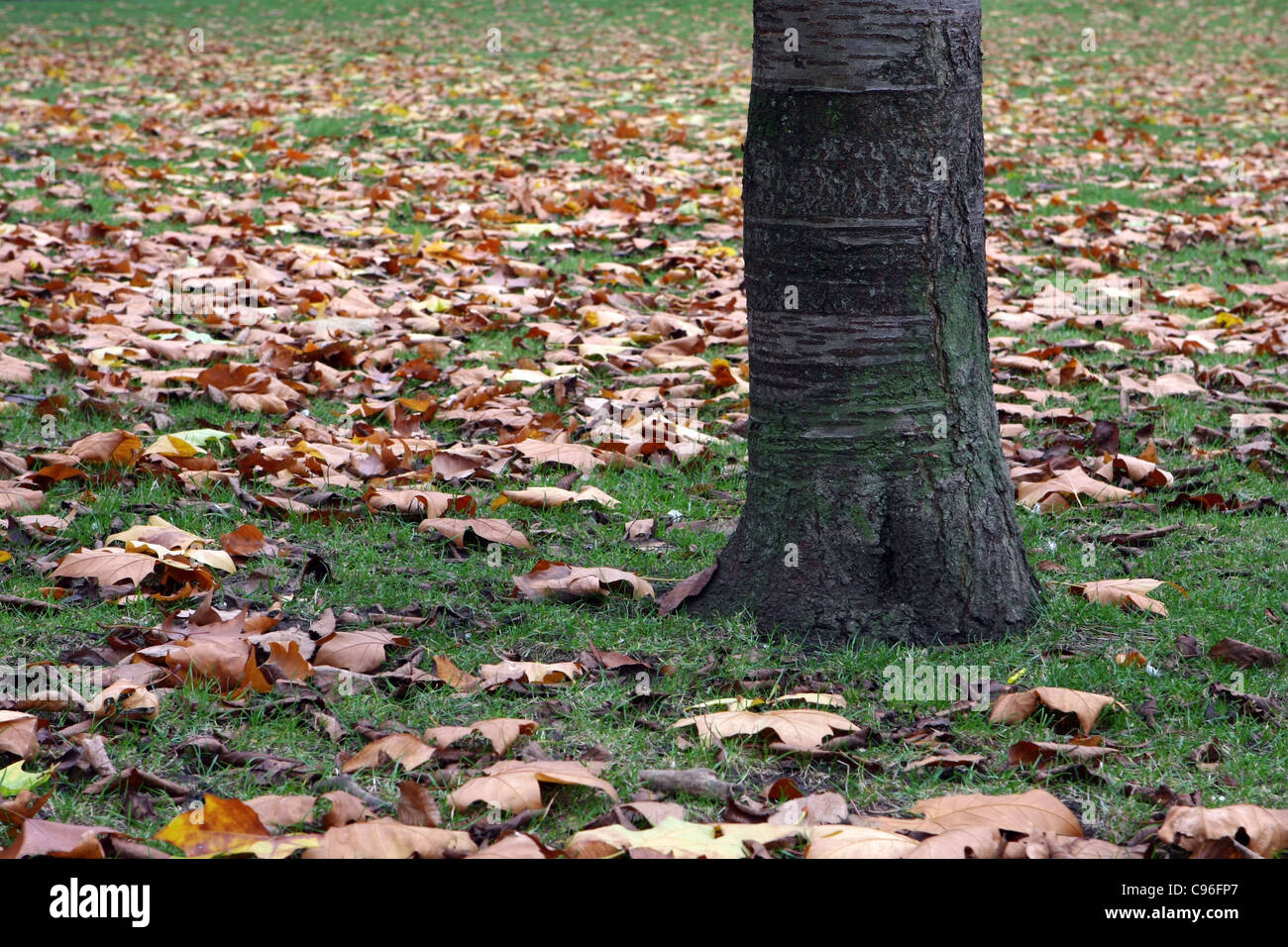 Autumn leaves lying on the tree trunk hi-res stock photography and ...