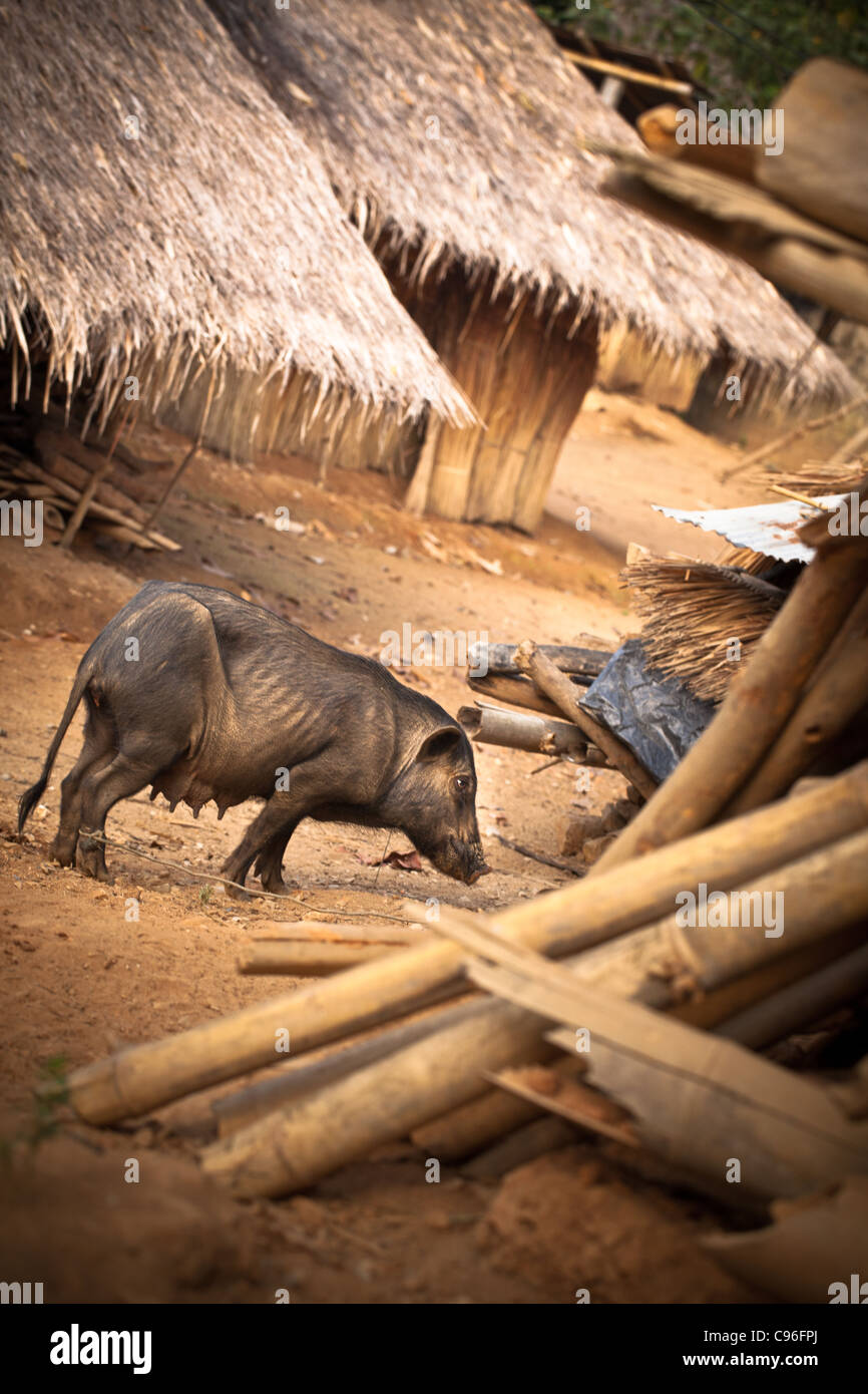 Boar in Thai hill tribe Stock Photo - Alamy