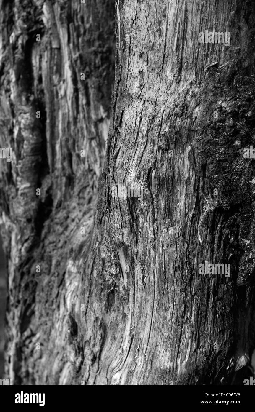 Bark tree texture Black and White Stock Photos & Images - Alamy