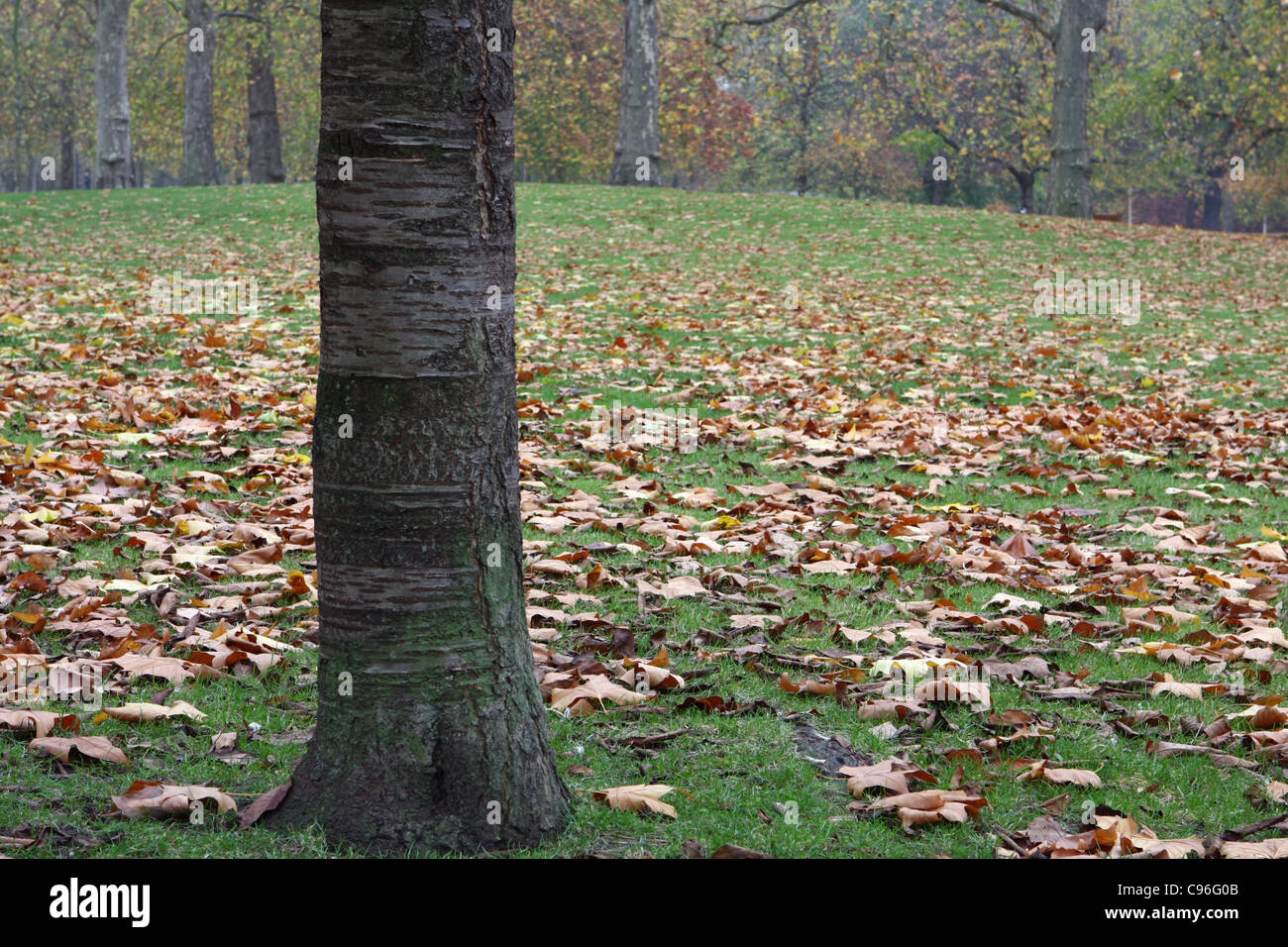 A tree trunk and leaves on grass on a dull autumn day Stock Photo - Alamy