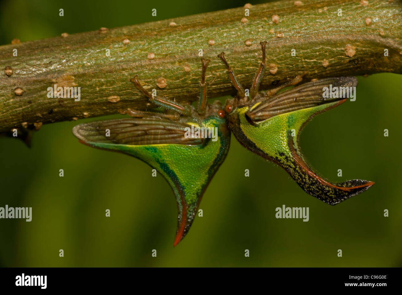 Thornbugs-(Umbonia spp.) - Costa Rica - family membracidae Stock Photo ...