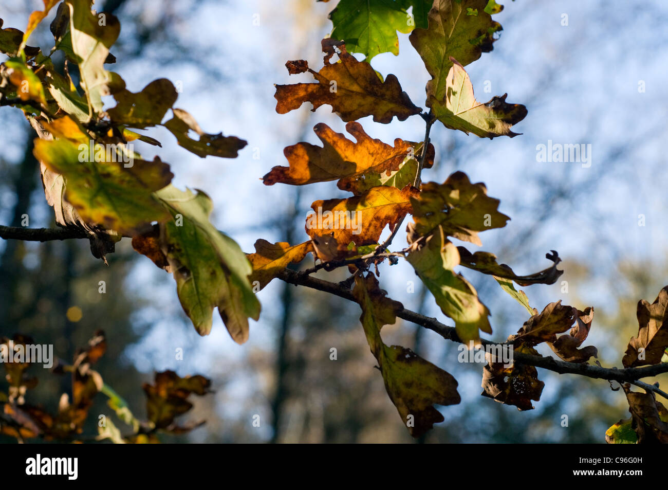 Autumn leaves changing colour Stock Photo - Alamy