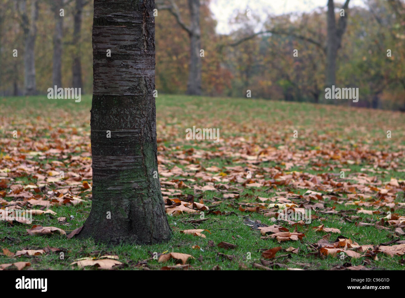Dull grass hi-res stock photography and images - Alamy